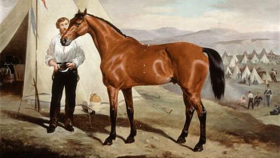 Sir Briggs - A True Warhorse | abergavennychronicle.com