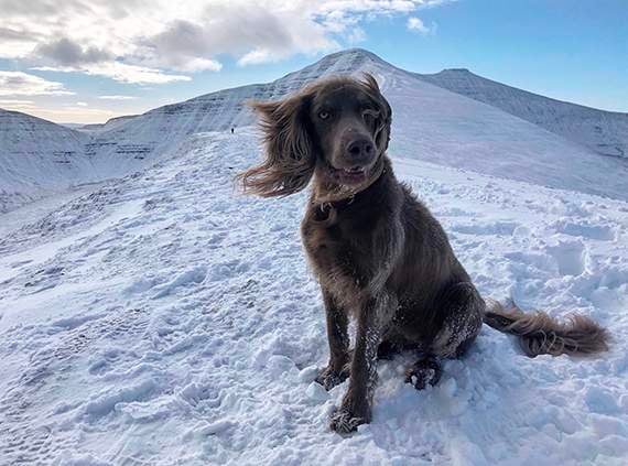 A dog has its day on the Brecon Beacons | brecon-radnor.co.uk
