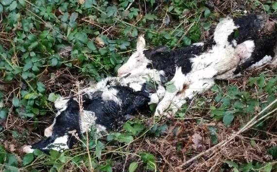 Police appealing for information about dumped calf bodies | brecon ...