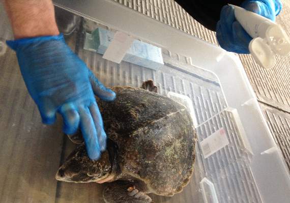 Rescued sea turtle is one of the rarest species in the world | cambrian ...