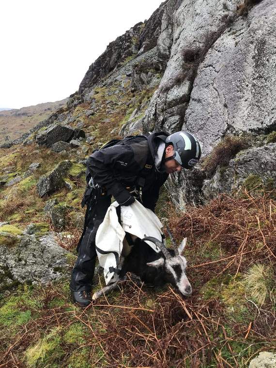 Homemade catapult helps rescue stranded goat | cambrian-news.co.uk