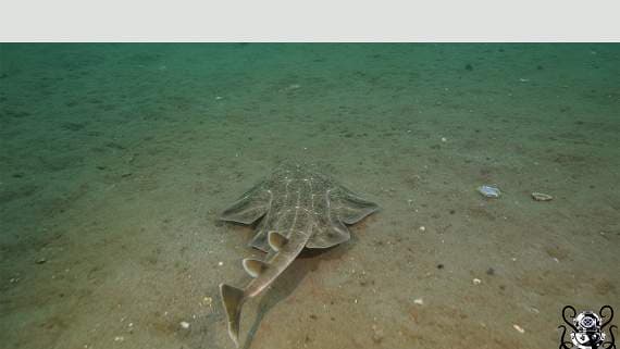 Underwater footage shows rare shark in Cardigan Bay | cambrian-news.co.uk