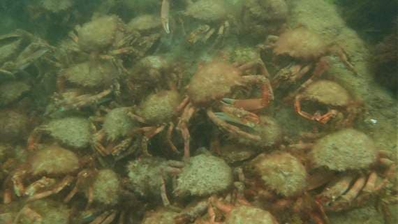 Wildlife trust officer records incredible gathering in Cornish waters ...