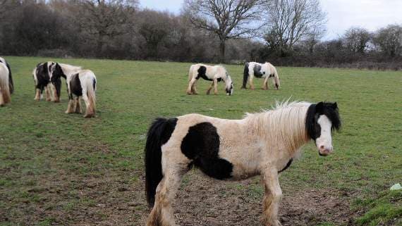 Rogue gypsy cobs on the move | farnhamherald.com