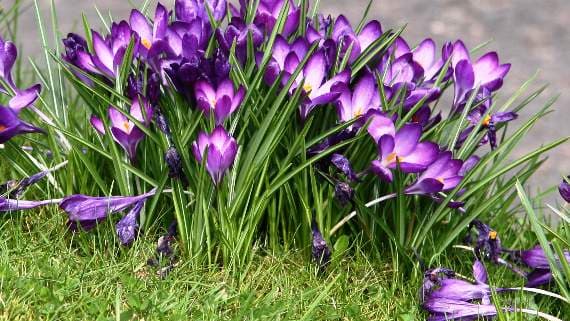 Flower power to combat polio | farnhamherald.com