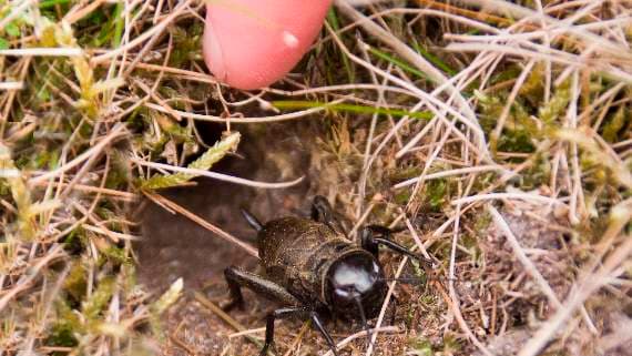Cricket tickling aims to save species from brink of extinction ...