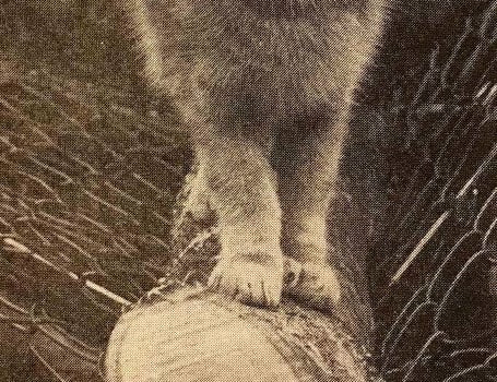 Aftermath of the Great Storm, 1987 | farnhamherald.com