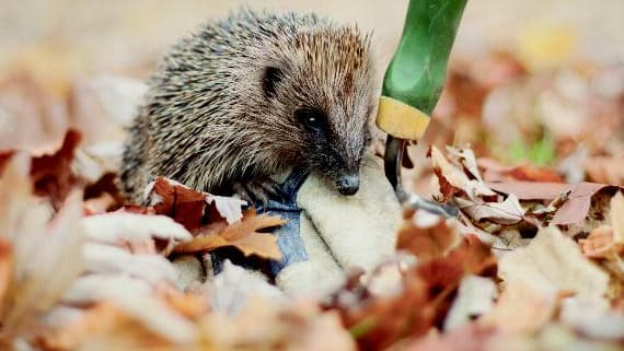 Hedgehogs and fireworks don’t mix | farnhamherald.com