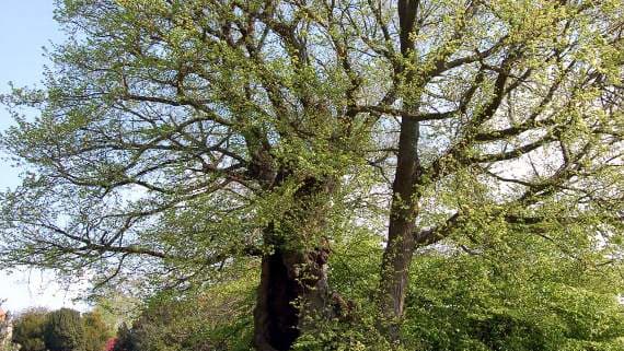 Invitation to be an elm detective | farnhamherald.com