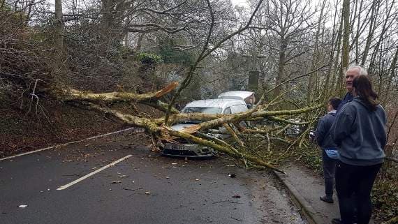 Tree surgeon van crushed by silver birch | farnhamherald.com