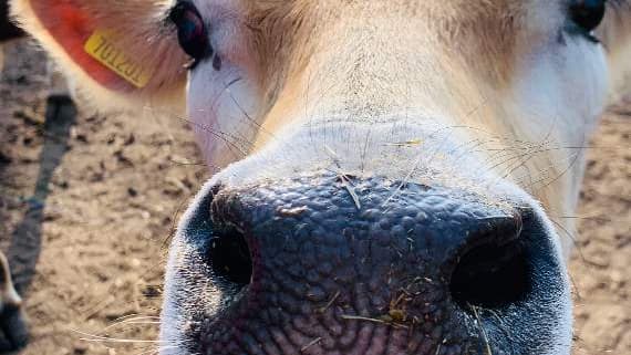 CRT looking for 'entrepreneurial' farmer after evictions at Frensham's ...