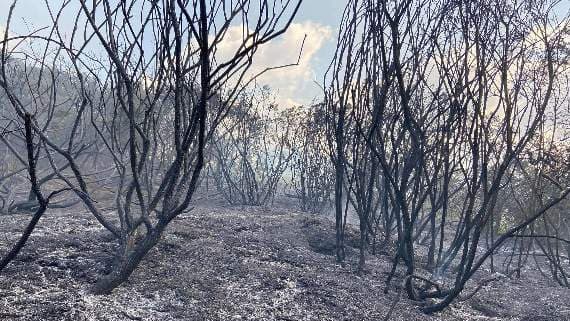 Fires leave Bordon nature reserve scorched | farnhamherald.com