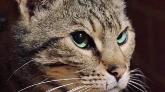 Brian the cat: A cat who lives his nine lives to the very fullest ...