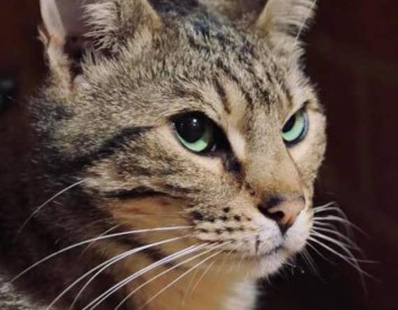 Brian the cat: A cat who lives his nine lives to the very fullest ...