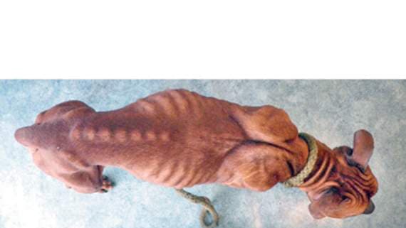 Underfed dog: ban | theforestreview.co.uk