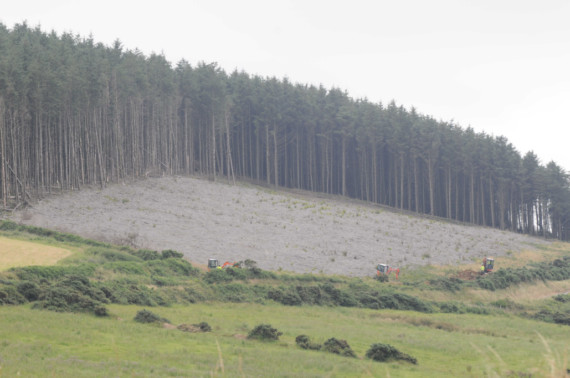 Thousands of trees could be wiped out as diseases take hold | iomtoday ...