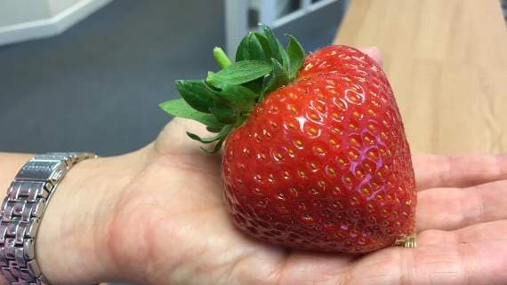 Could this be the biggest strawberry ever grown in Herefordshire ...
