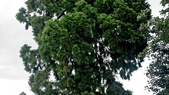 "No need for concern" over remaining Wellingtonia tree in Oaklands ...