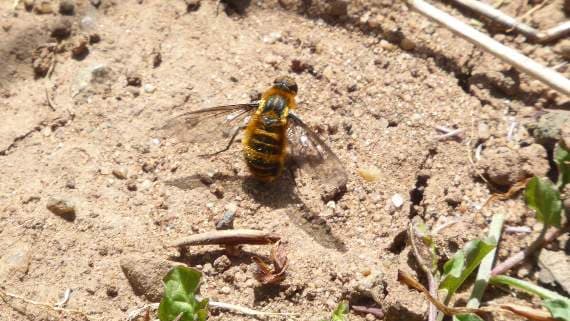 Rare fly recorded in Herefordshire for the first time since 1904 ...