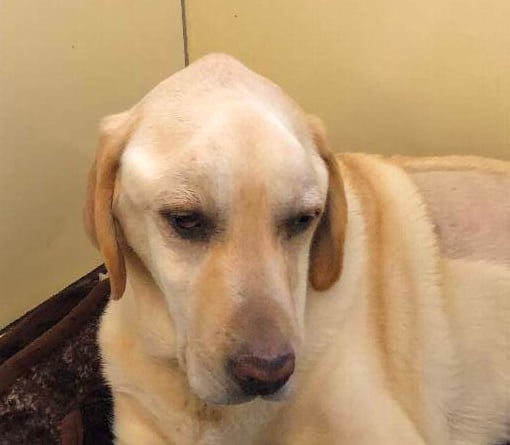 New research to help poorly dogs | wellington-today.co.uk