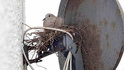 Digi-dove switches to satellite | wsfp.co.uk