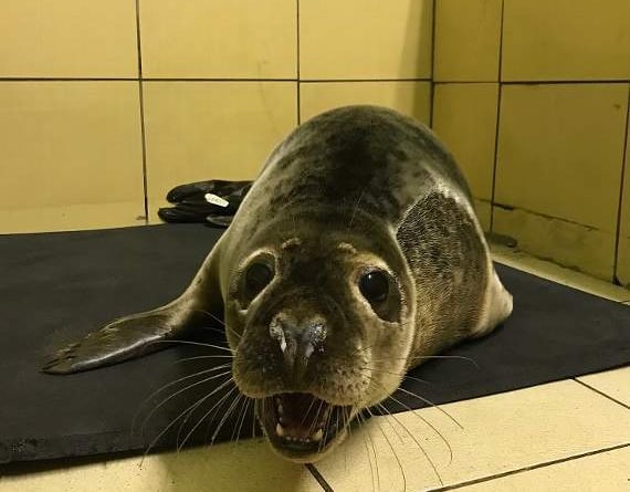 Underweight seal pup ‘Graham’ is returned to sea after rehabilitation ...