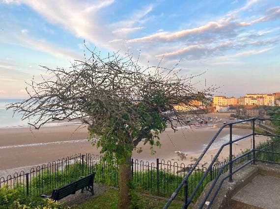 One of Tenby's most distinctive trees to be removed due to infection ...