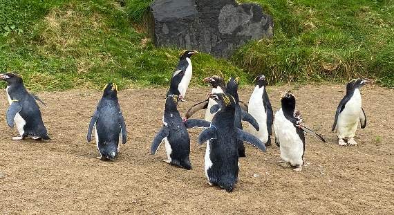 Folly Farm takes homeless penguins under its wing | tenby-today.co.uk