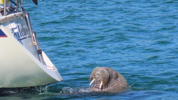 Wally the walrus spotted swimming in the Scilly Isles | tenby-today.co.uk