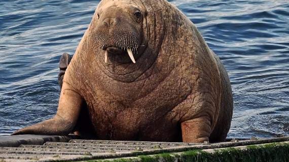 Is Wally the wandering walrus finally on his way home? | tenby-today.co.uk
