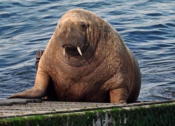 Is Wally the wandering walrus finally on his way home? | tenby-today.co.uk