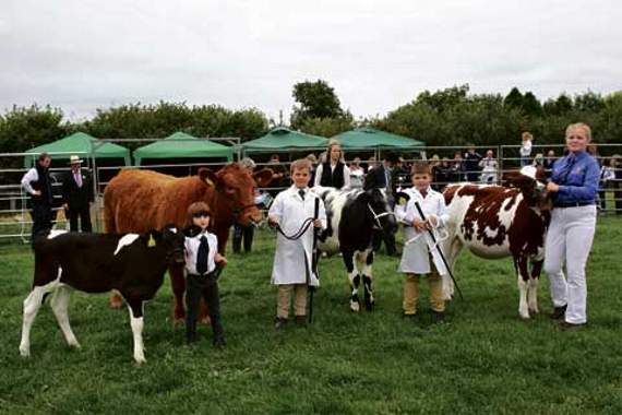An array of beautifully turned out stock at Ashwater Agricultural Show ...