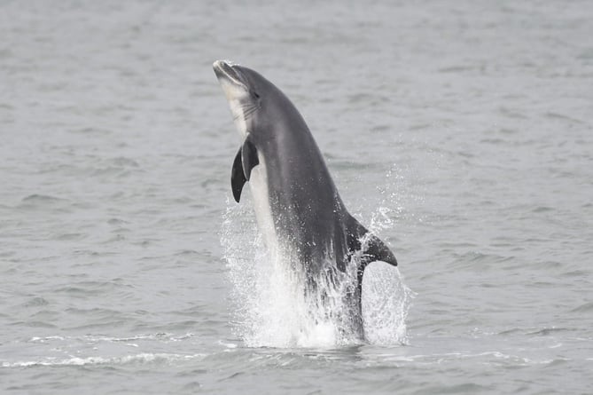 Photographer captures stunning images of dolphin breaching | cambrian ...