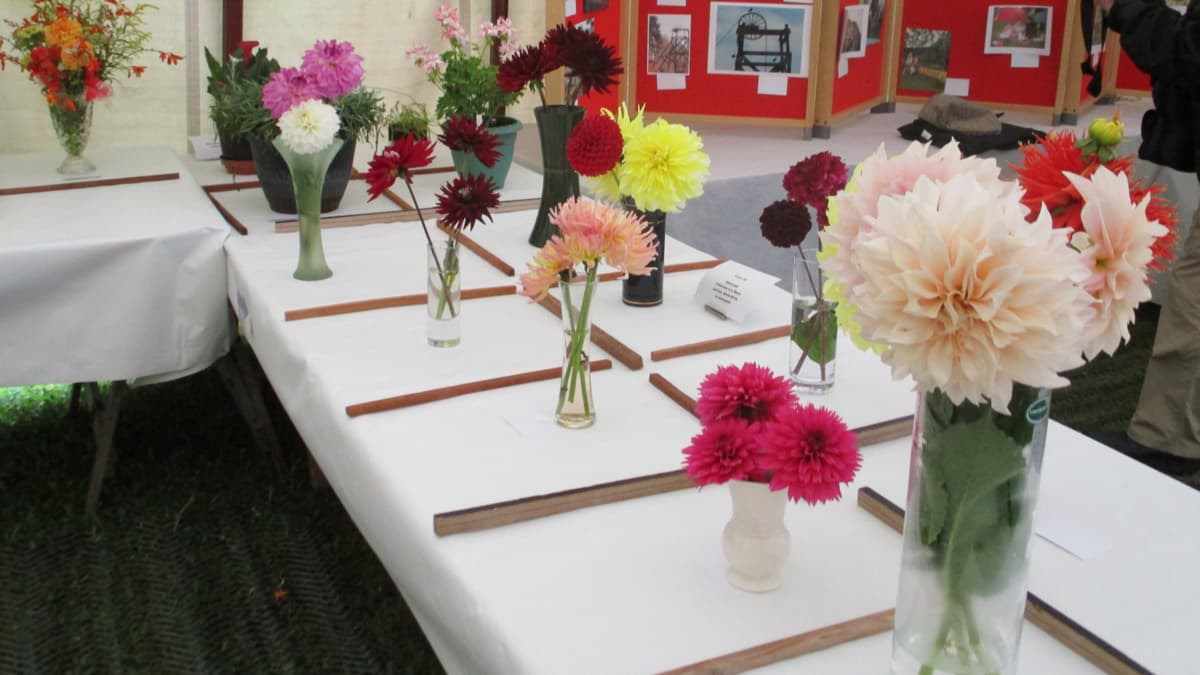 Bream Summer Show has book fair | theforestreview.co.uk