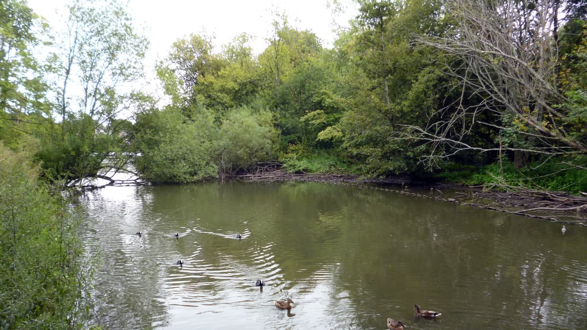 Big change to pond and river proposal for Kings Pond in Alton ...