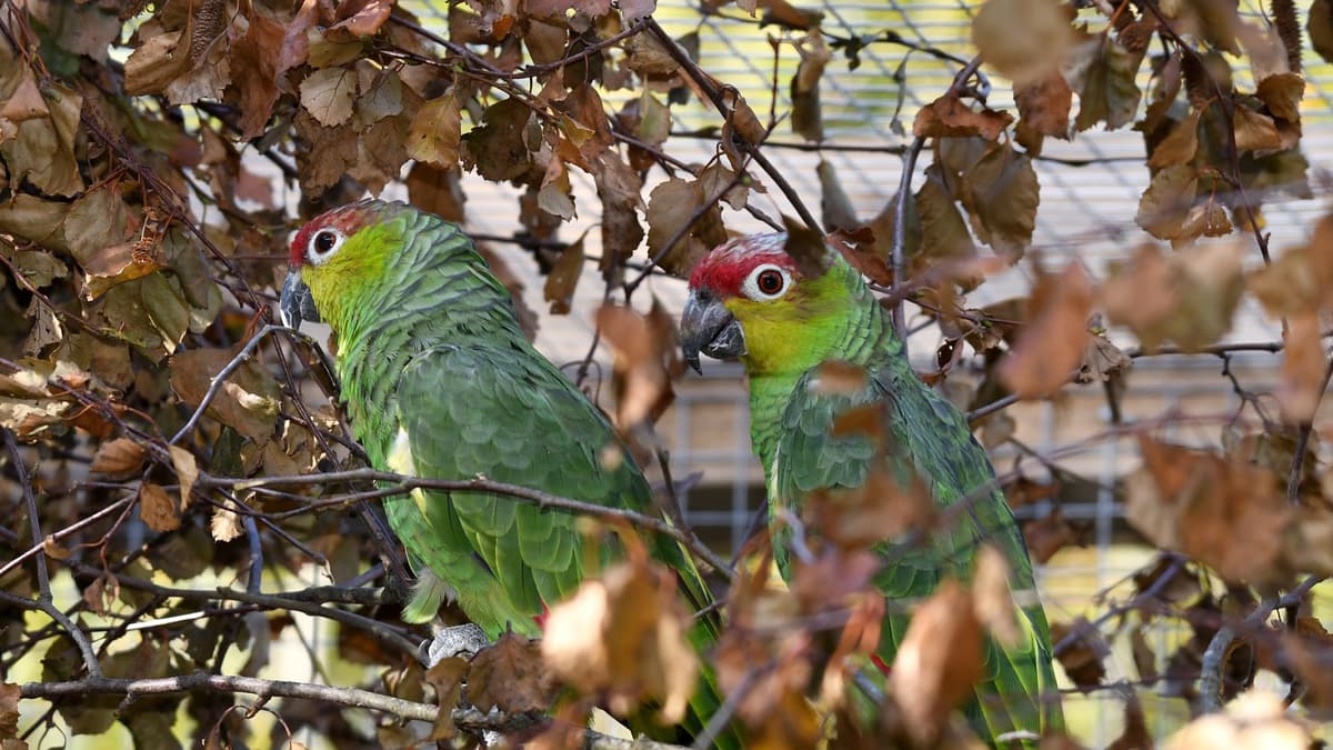 Endangered parrots Chester and Lila are given a new aviary at Wildlife ...