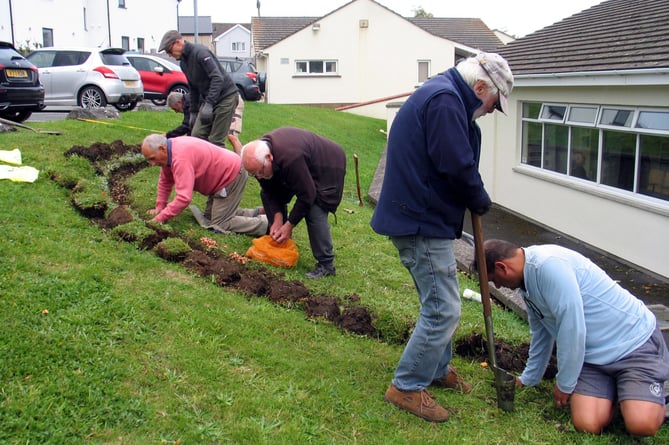 Rotary team plants crocus rainbow at Saundersfoot Medical Centre for ...