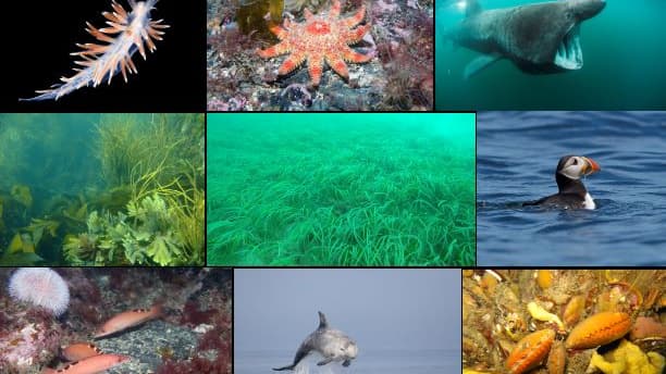 Manx Wildlife Trust: Let’s take a glimpse into our rich Manx undersea ...
