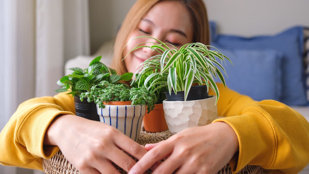 Hug a houseplant and banish the January blues, say Squire's Garden ...
