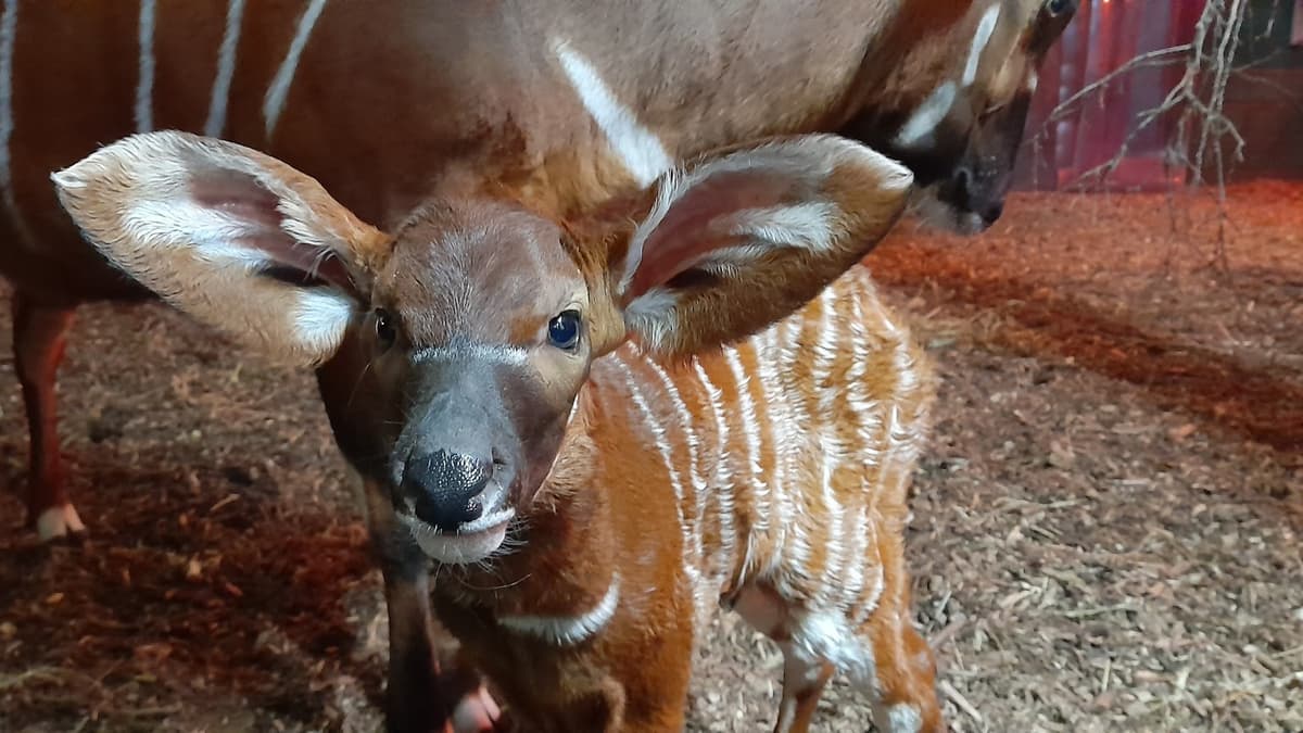 Video: Marwell's new baby bongo – are these the cutest floppy ears you ...