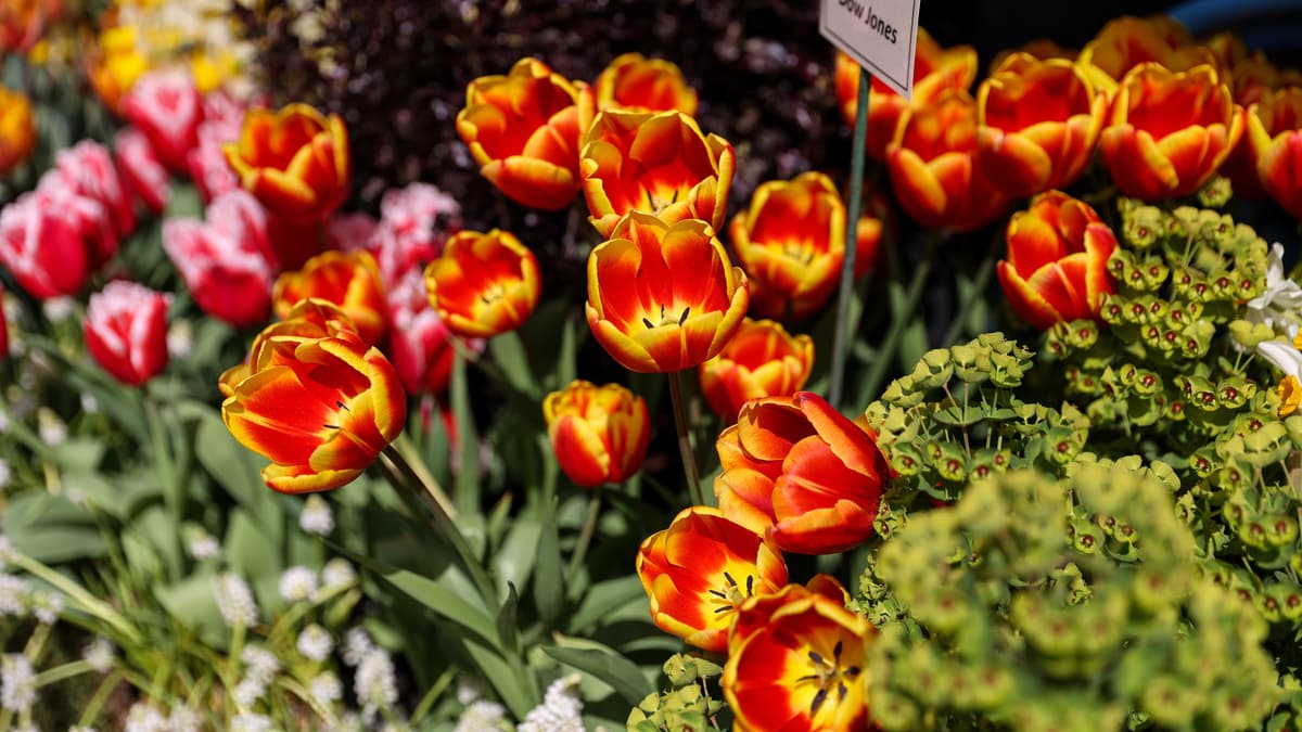 BBC Gardeners’ World Spring Fair returns to Beaulieu | farnhamherald.com