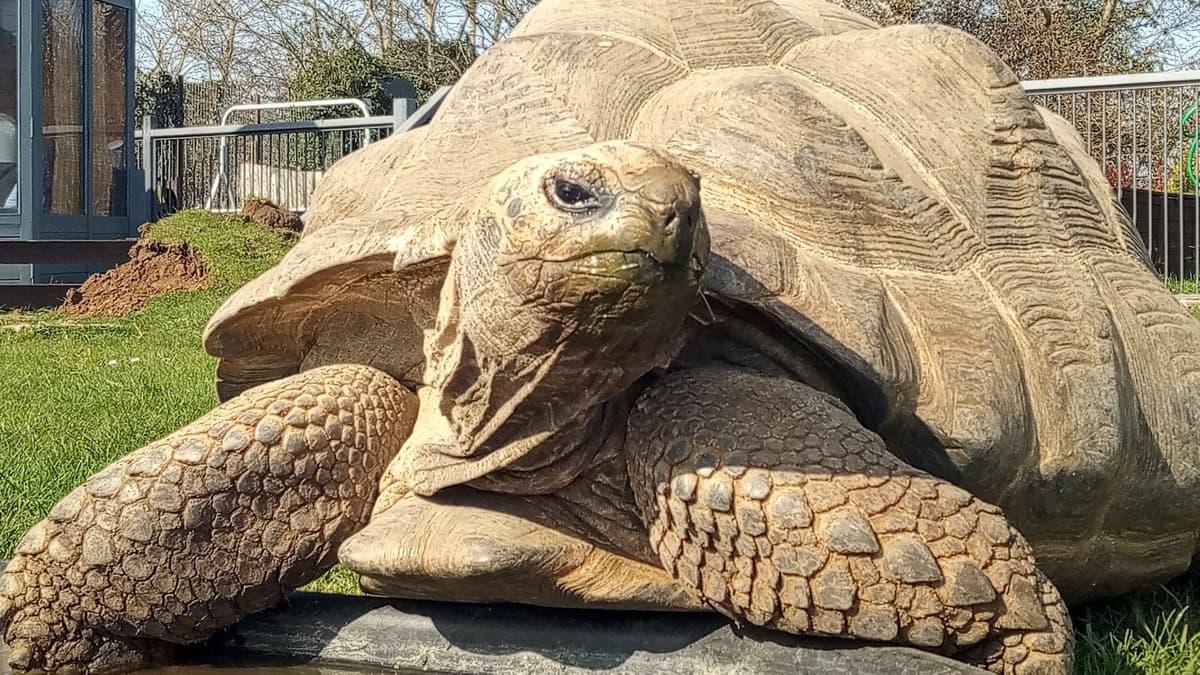 Giant tortoises heading to Devon Conty Show, shell out on tickets now ...