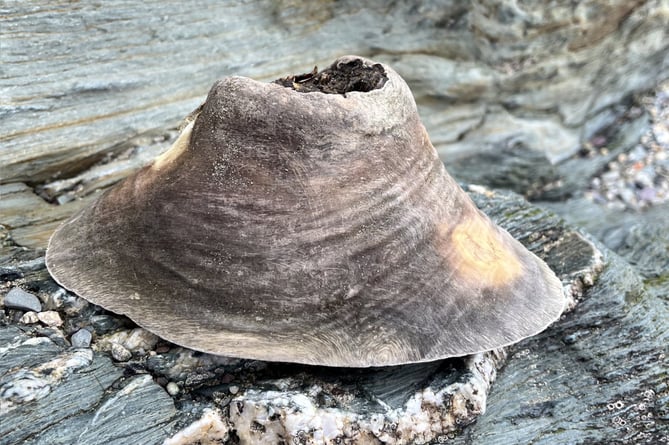 Rhinoceros horn discovered in historic smugglers’ cave in Polperro ...