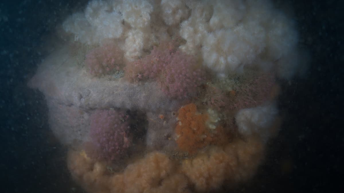 Diver Michelle Haywood’s experience visiting the wreck of the Steam ...