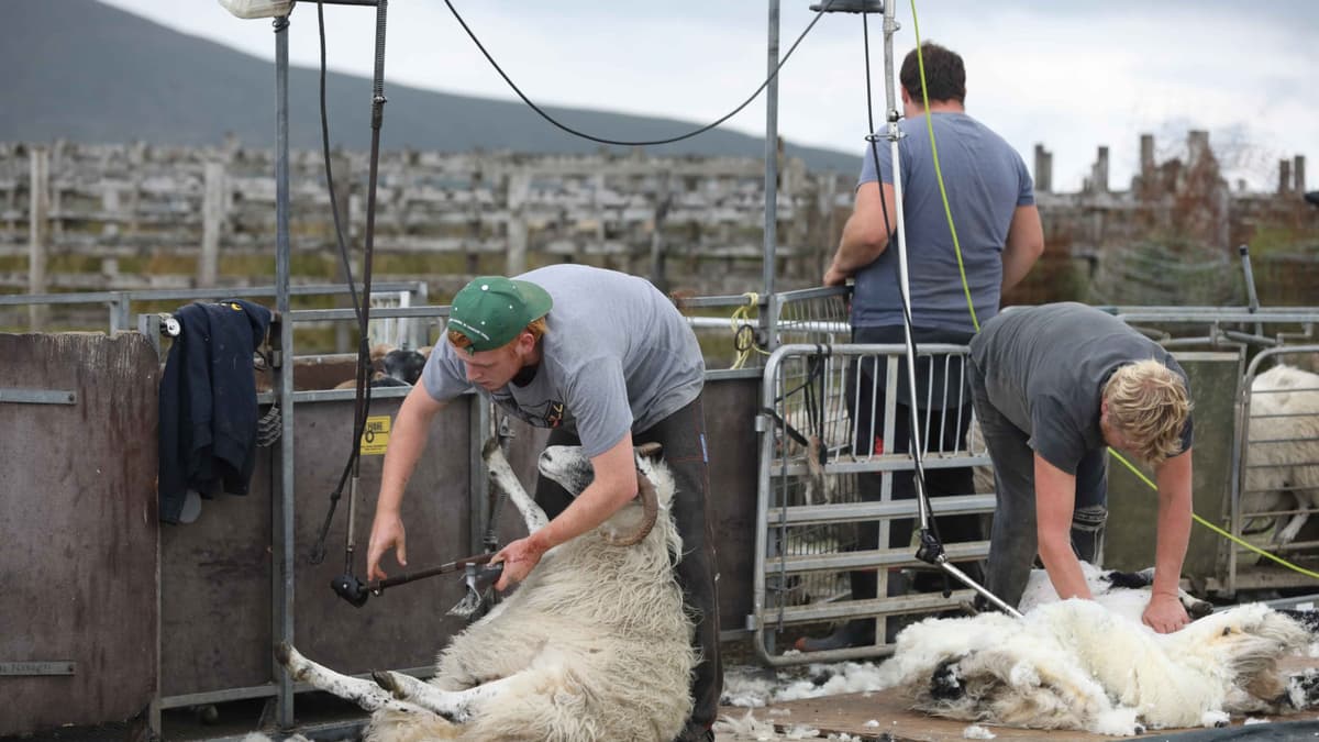 Farmers export wool from the Isle of Man | iomtoday.co.im