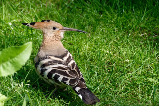 A hoopoe coup for Alton: Rare bird sightings cause a flap in East ...