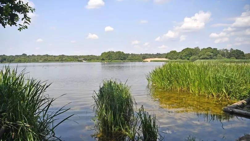 Frensham Great Pond's water quality ruled 'excellent' as bathing season ...