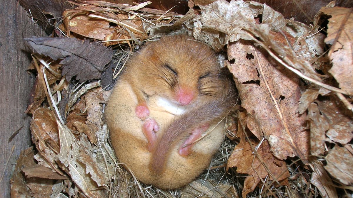 Nibbled hazelnuts reveal Haslemere is officially a dormouse 'hot spot ...