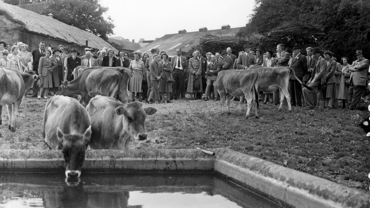 From the Archive: An audience gathers for Bentley’s Jerseys in 1951 ...