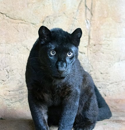 Zoo's black leopard Bagheera is the real Beast of Exmoor | wsfp.co.uk